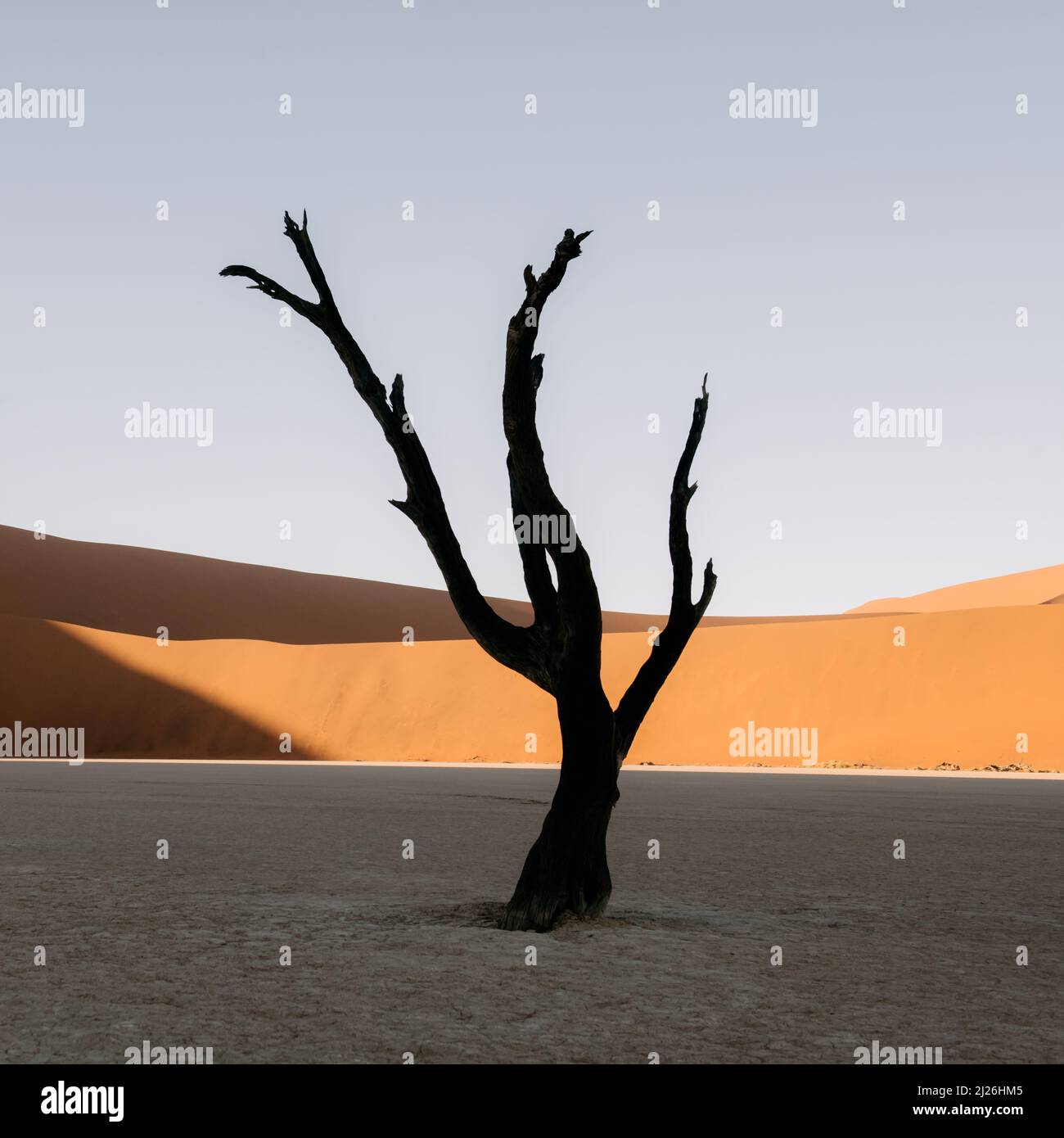 Dead Camelthorn Trees at sunrise, Deadvlei, Namib-Naukluft National ...