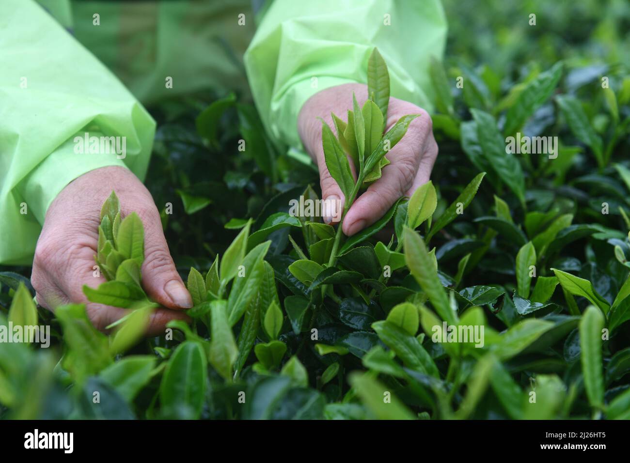 Shanglin garden hi-res stock photography and images - Alamy