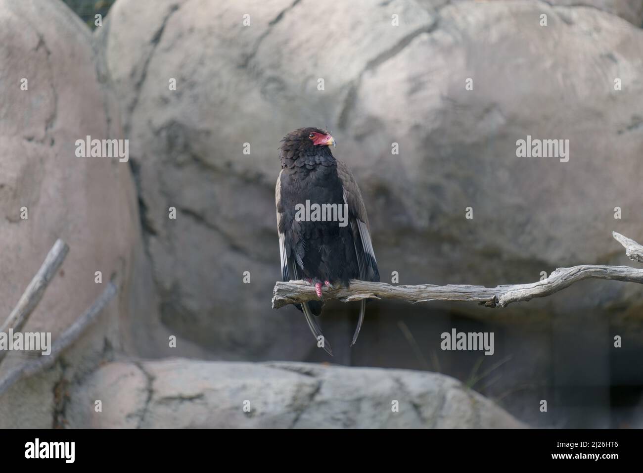 California condor tree hi-res stock photography and images - Alamy