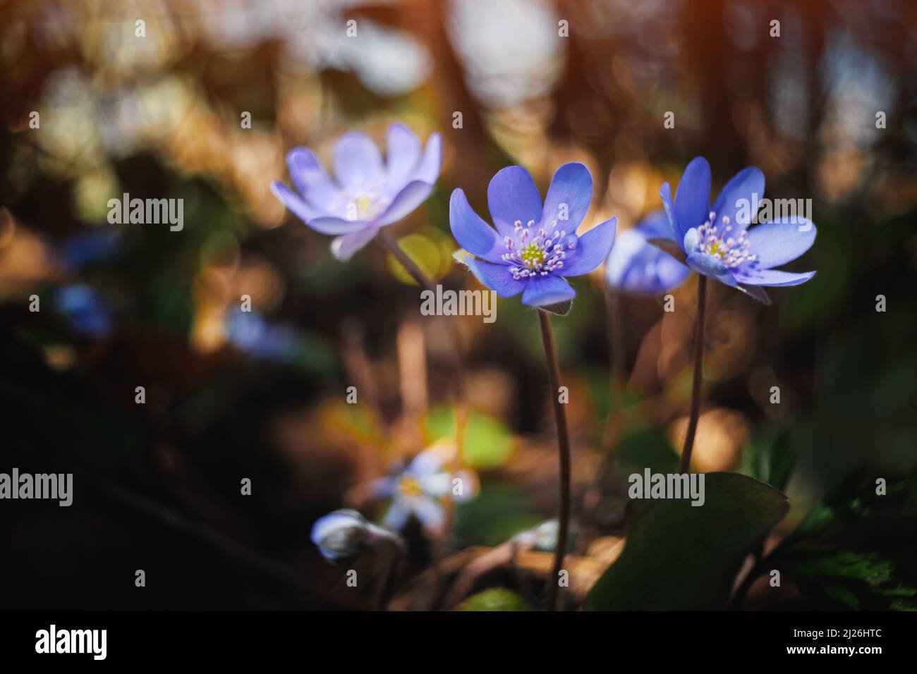 Blue spring flower hi-res stock photography and images - Alamy