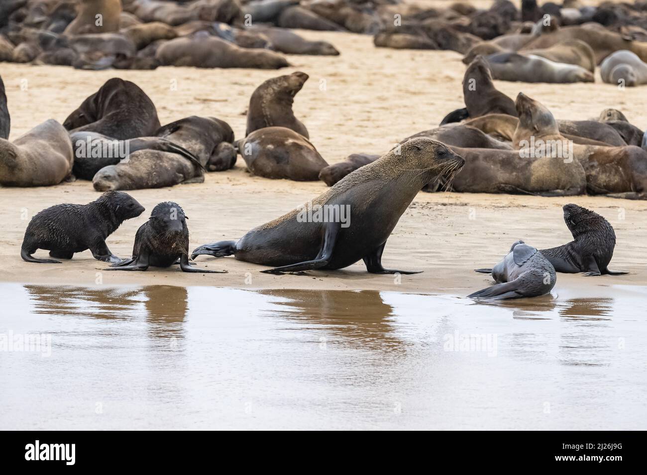 Cape fur seal, Arctocephalus pusillus pusillus, family with babies on a ...