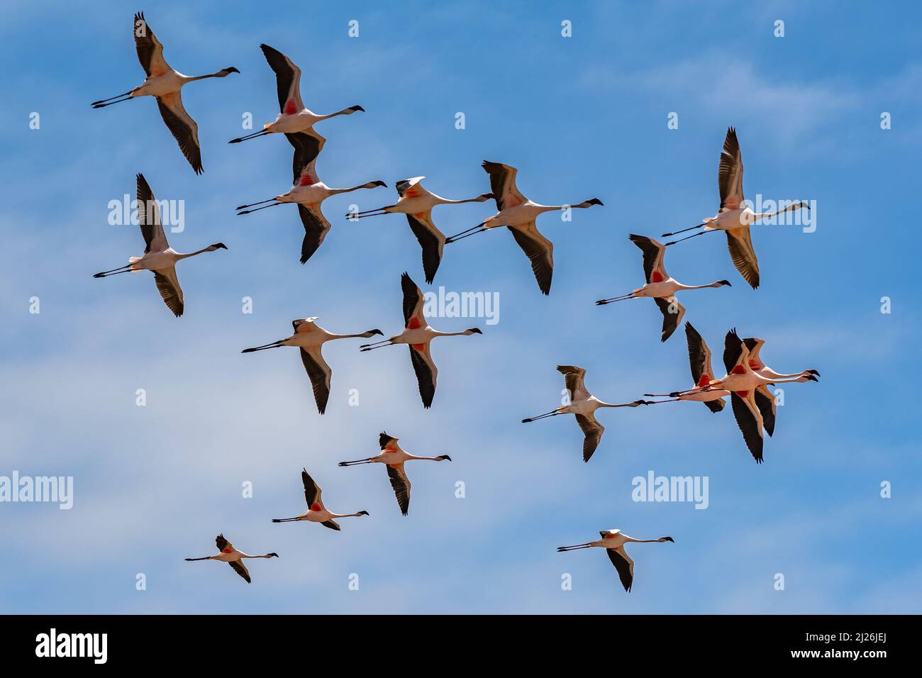 Flock of pink flamingos flying in Namibia, beautiful birds Stock Photo ...