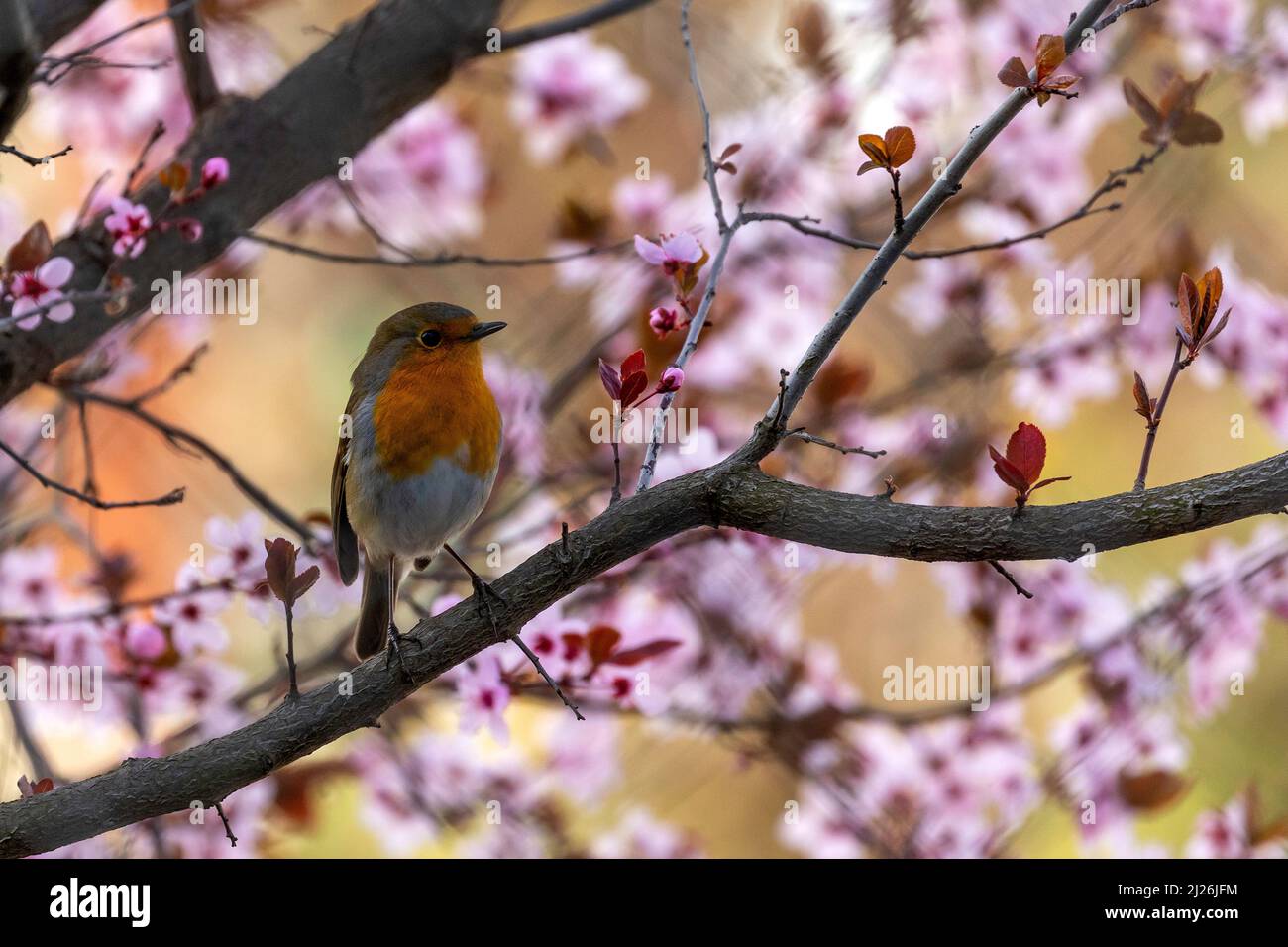 robin on flowering tree Stock Photo - Alamy