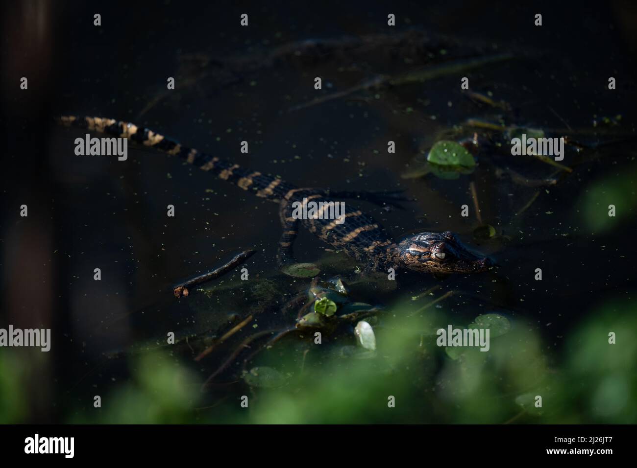 A lizard swimming in a water pond in the woods Stock Photo - Alamy
