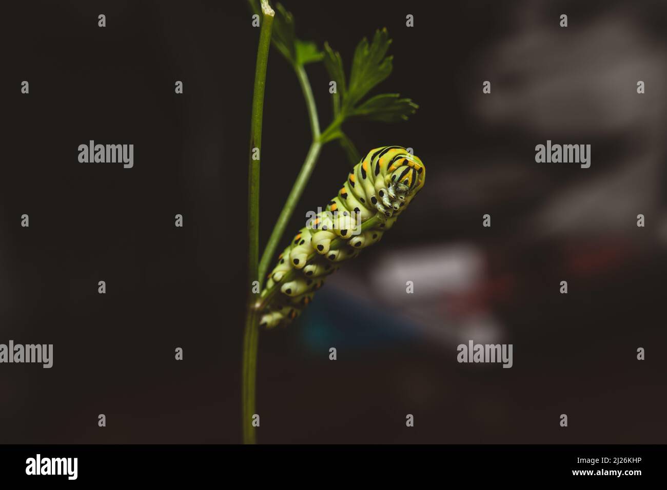 A scenic view of a monarch butterfly caterpillar on a blurred ...