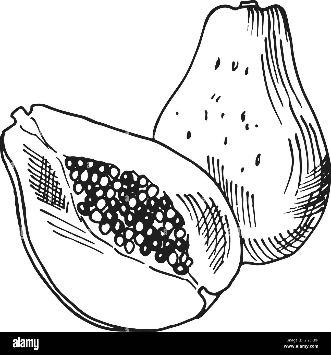 Papaya cut. Whole and half tropical fruit in hand drawn style Stock ...