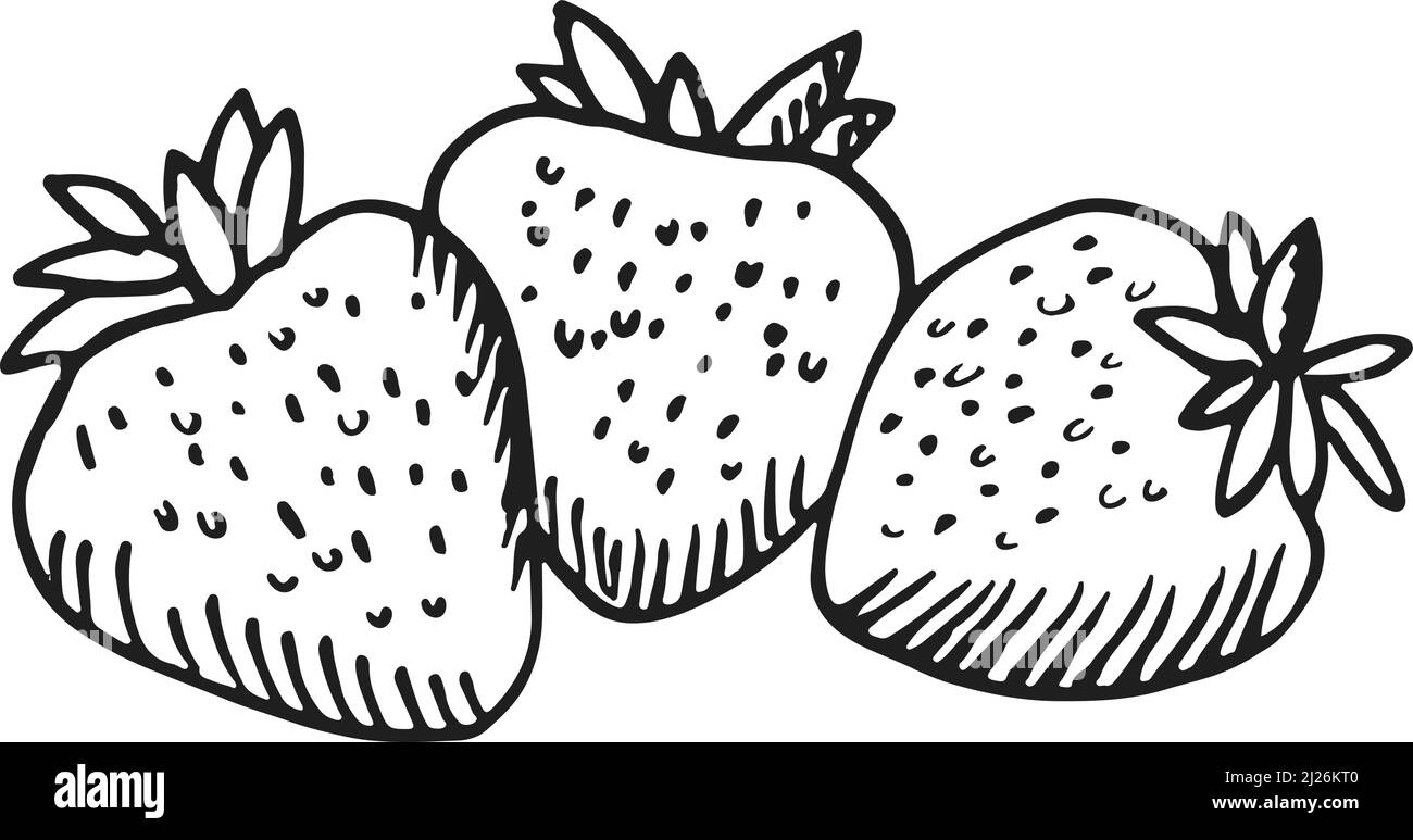 Strawberries sketch drawing. Sweet berries in hand drawn style Stock ...