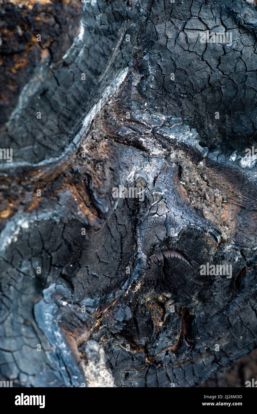 Burnt tree trunk hi-res stock photography and images - Alamy