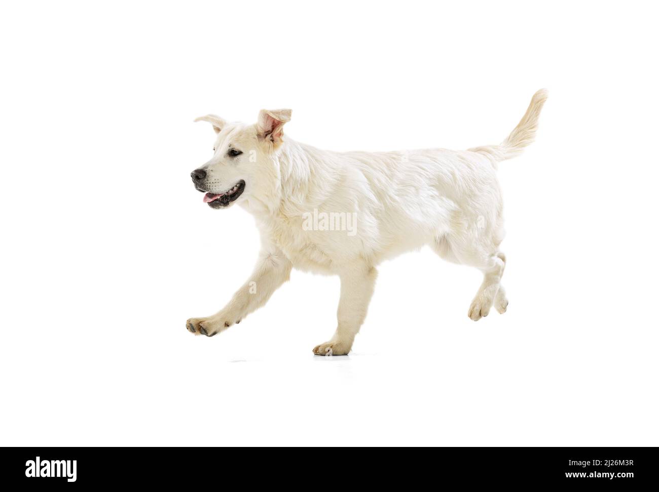 Studio shot of golden retriever, purebred dog running isolated on white ...