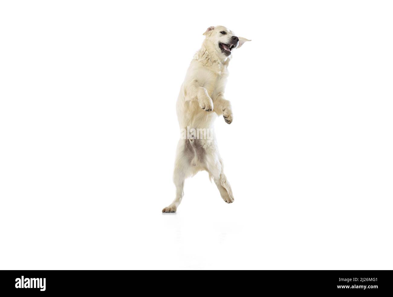 Dynamic portrait of big dog, golden retriever jumping isolated on white ...