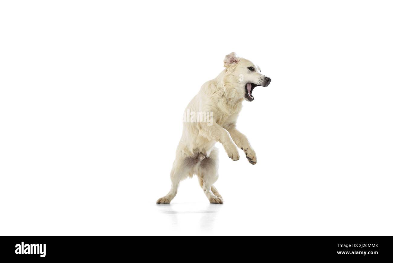Dynamic portrait of big dog, golden retriever jumping isolated on white ...