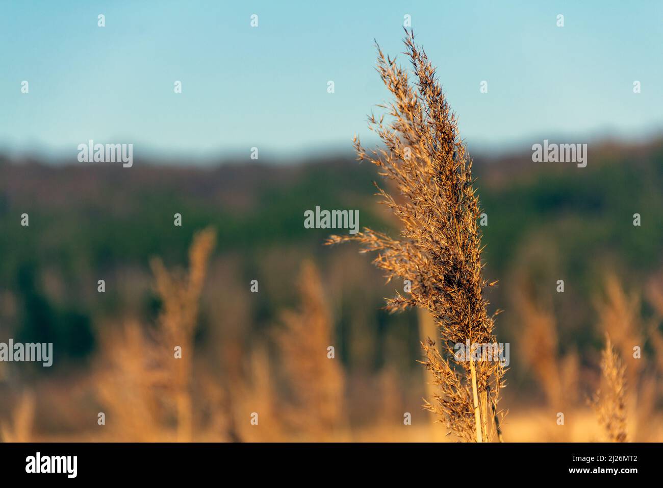 Blades of grass dry from the sun Stock Photo - Alamy