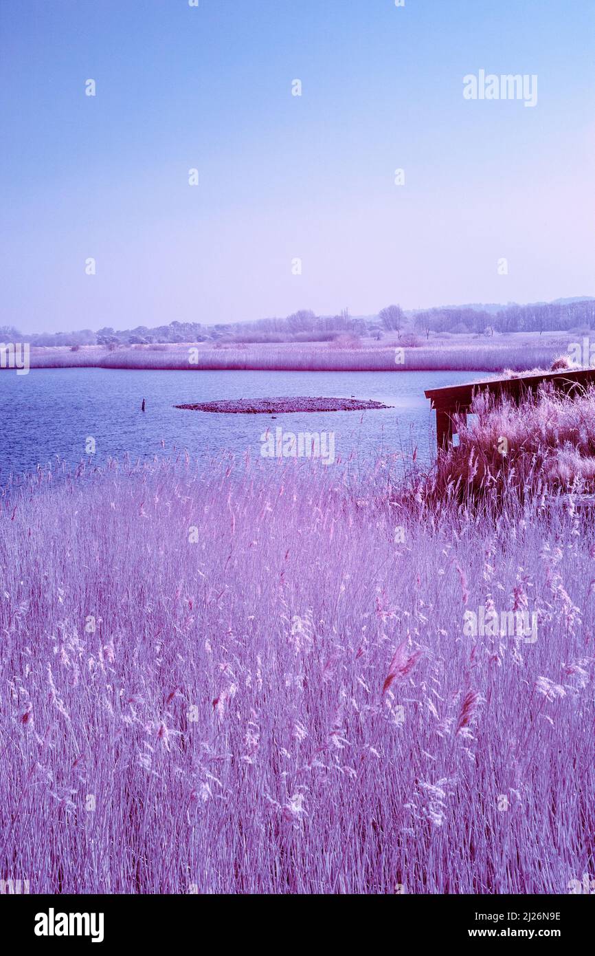 Infra Red Image of Freshwater marsh at RSPB Titchwell Marsh in East ...