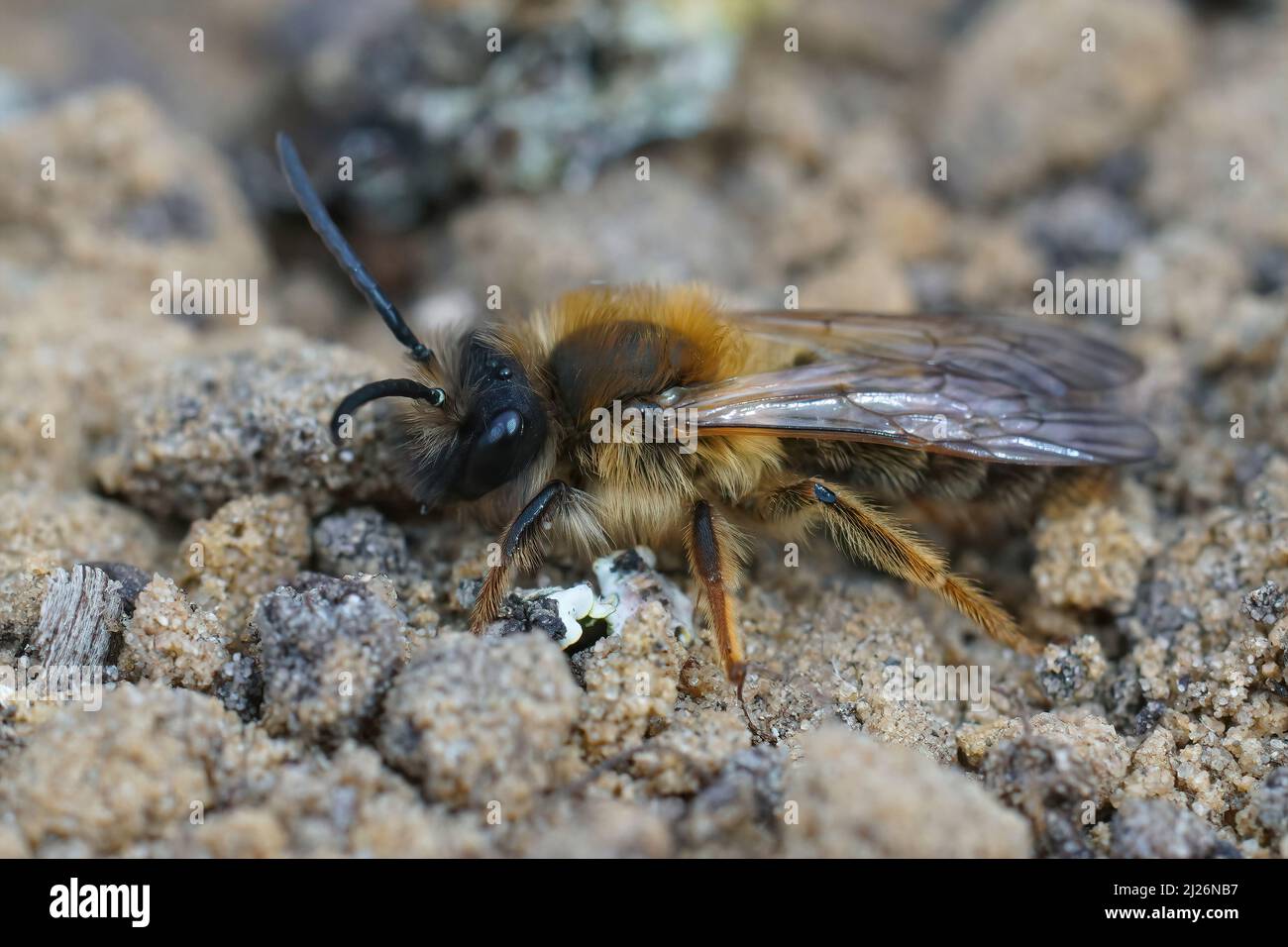 Detailed closeup on a male Grey-gastered mining bee on a crawling on a ...