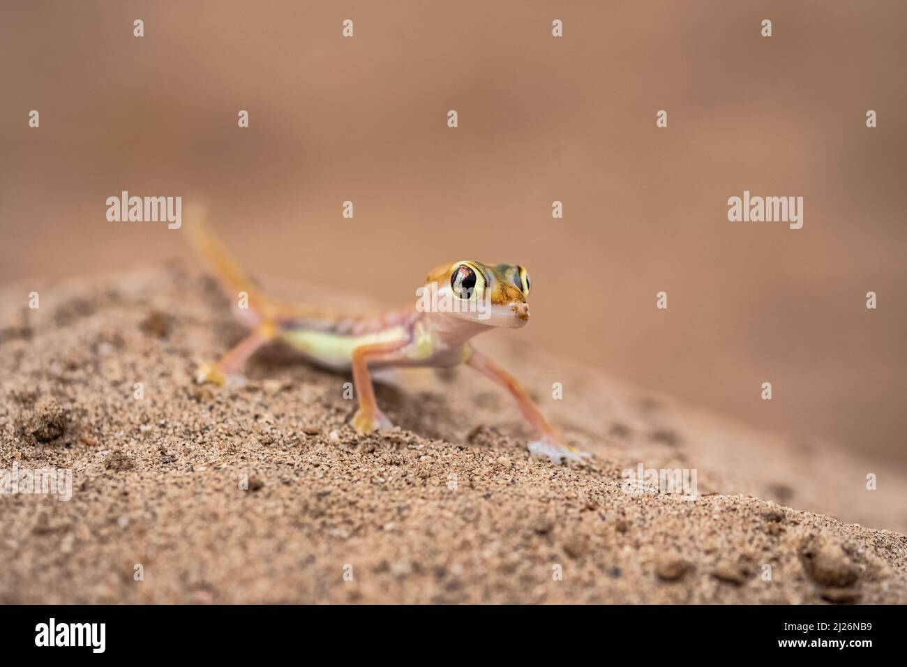 A Namib sand gecko, small colorful lizard in the Namib desert Stock ...