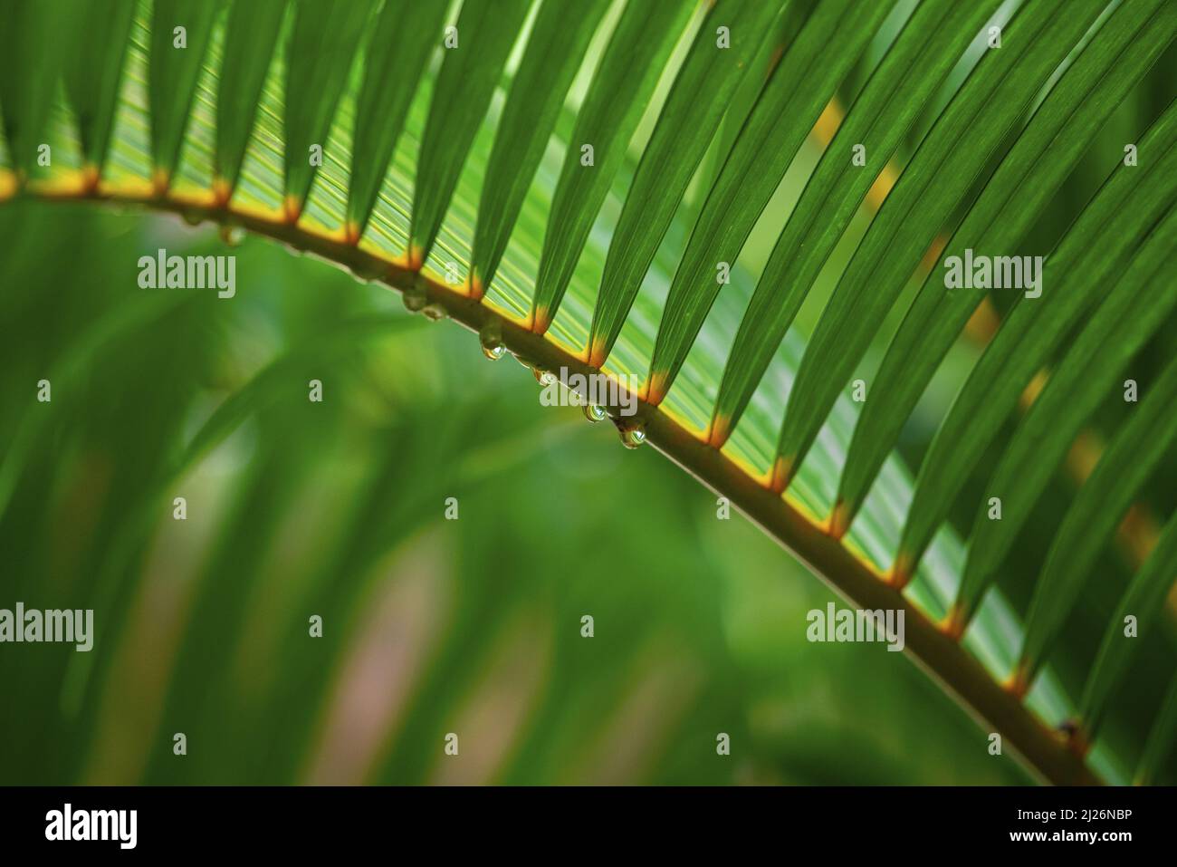 Palm tree with rain drops Stock Photo - Alamy