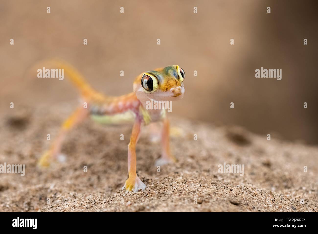 A Namib sand gecko, small colorful lizard in the Namib desert Stock ...