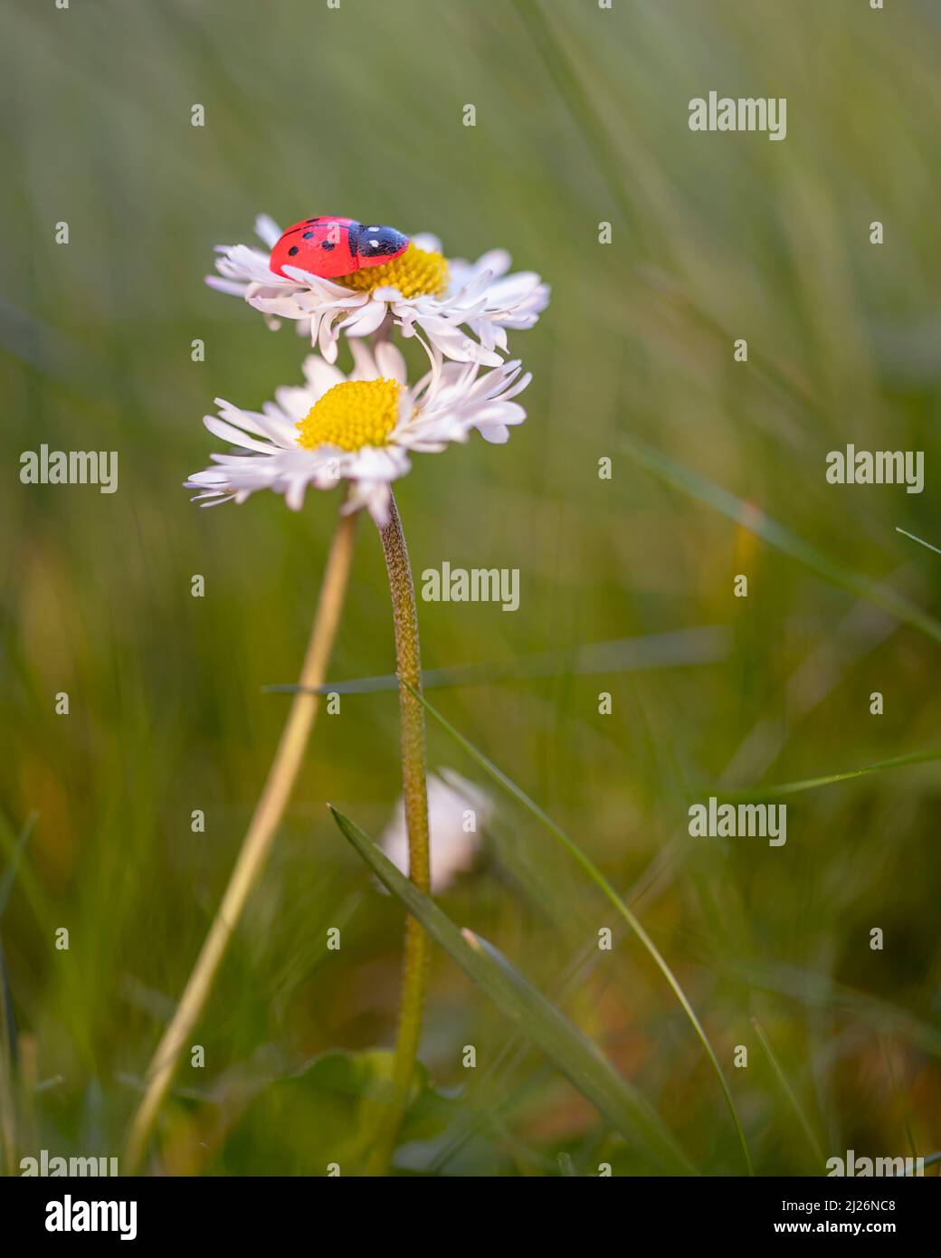 A colorful ladybug above a daisy in a green meadow Stock Photo - Alamy