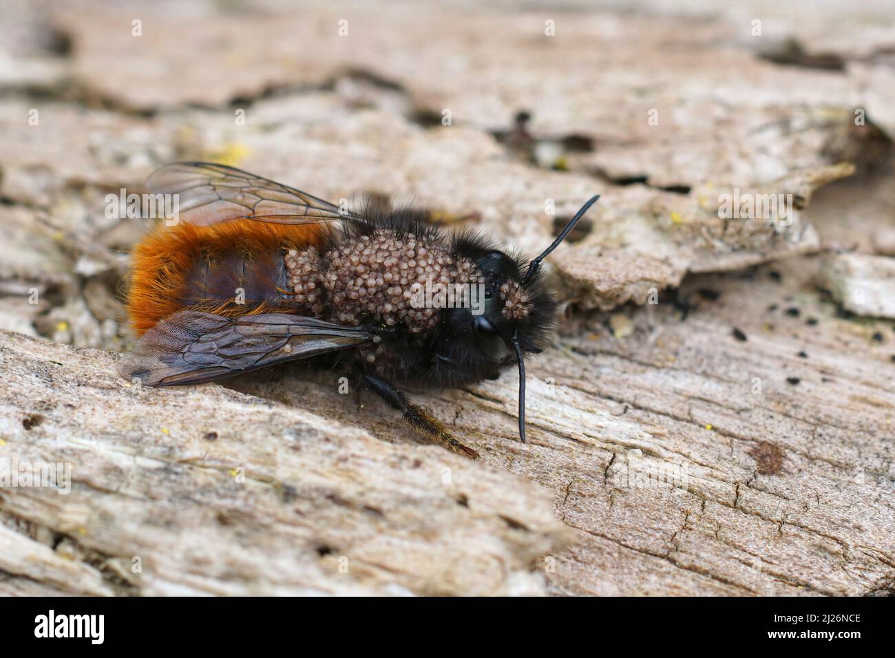 Closeup on a European orchard horned mason bee, Osmia cornuta infested ...