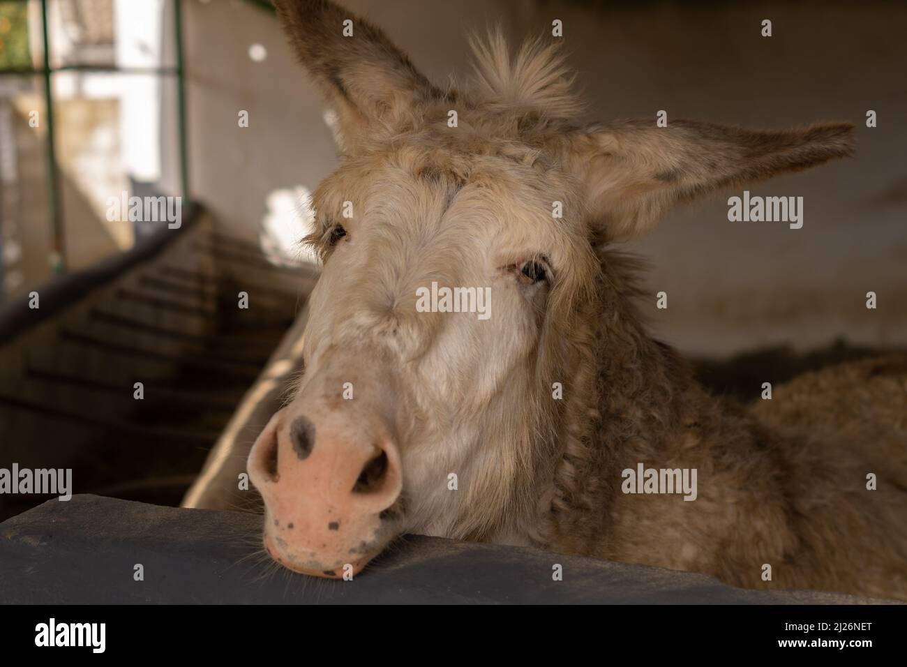 close-up of an old white donkey looking at the camera while closing his ...
