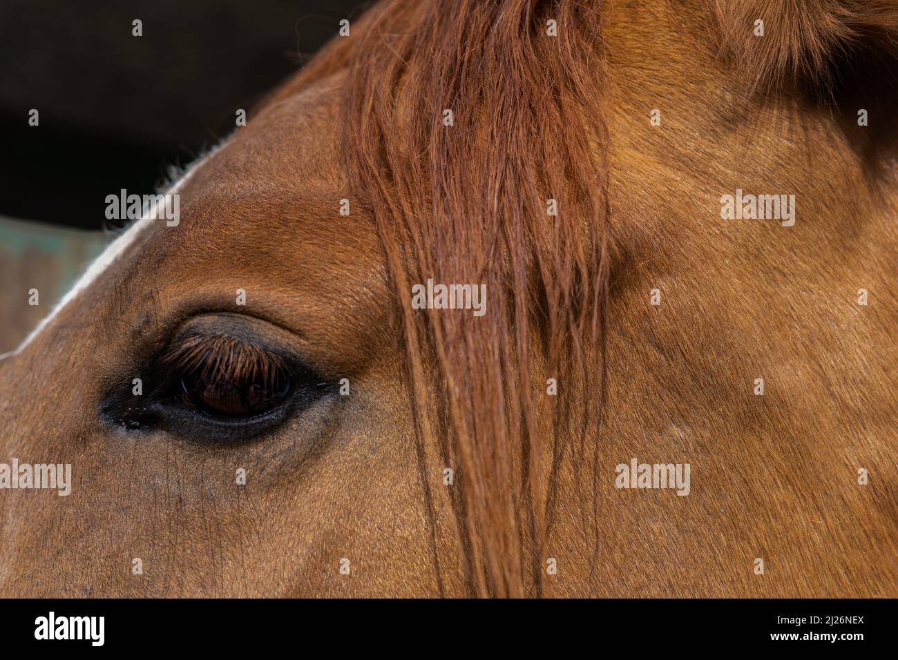 close-up of the eye of a brown horse with a white forehead Stock Photo ...