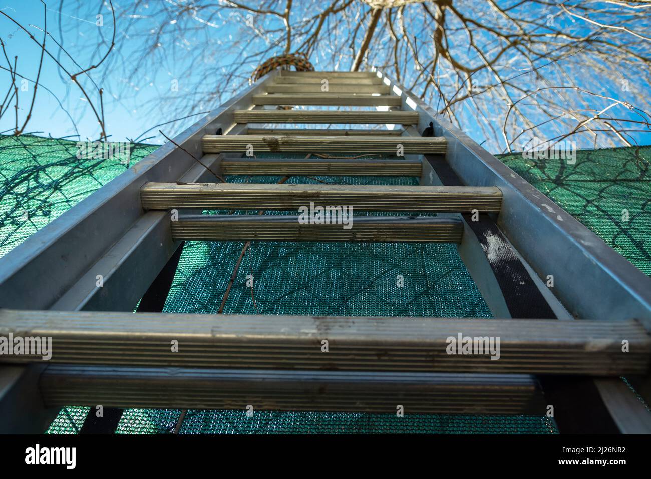 Ladder leaning against tree hi-res stock photography and images - Alamy