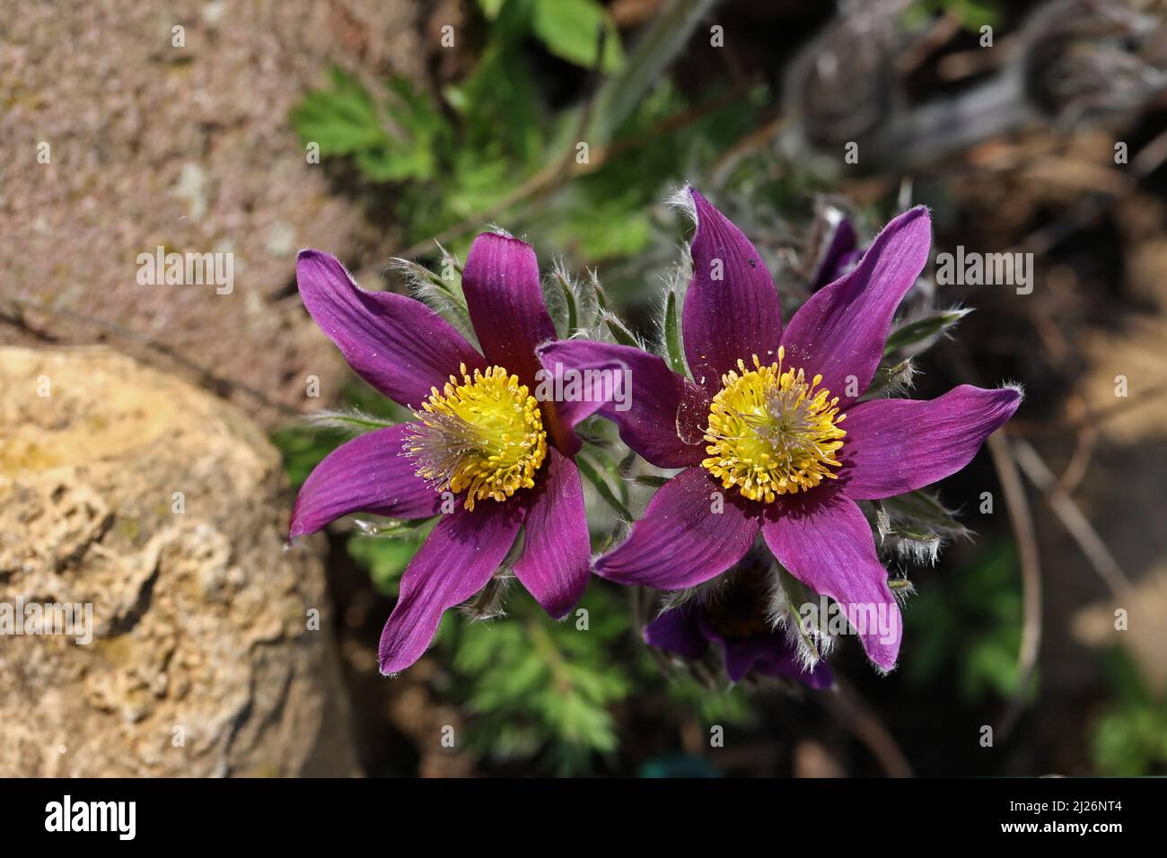 Beautiful purple fluffy flower Oriental Pulsatilla patens pasqueflower ...