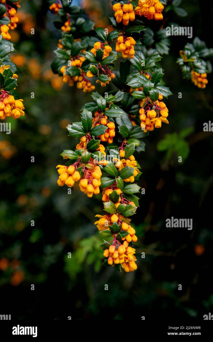 Orange berberis flowers hi-res stock photography and images - Alamy