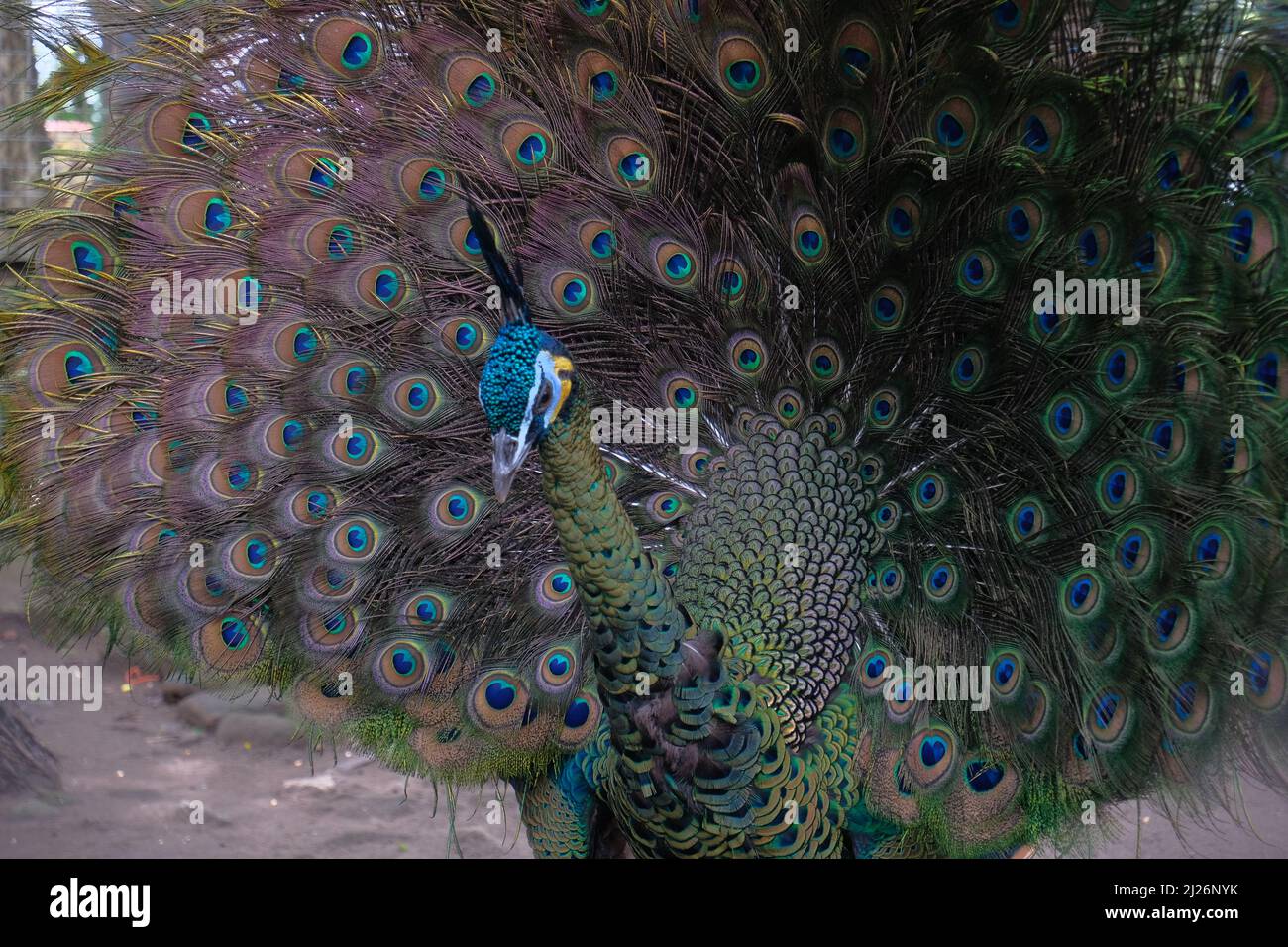 The green peafowl (Pavo muticus). Close up detail of Green Peafowl male ...