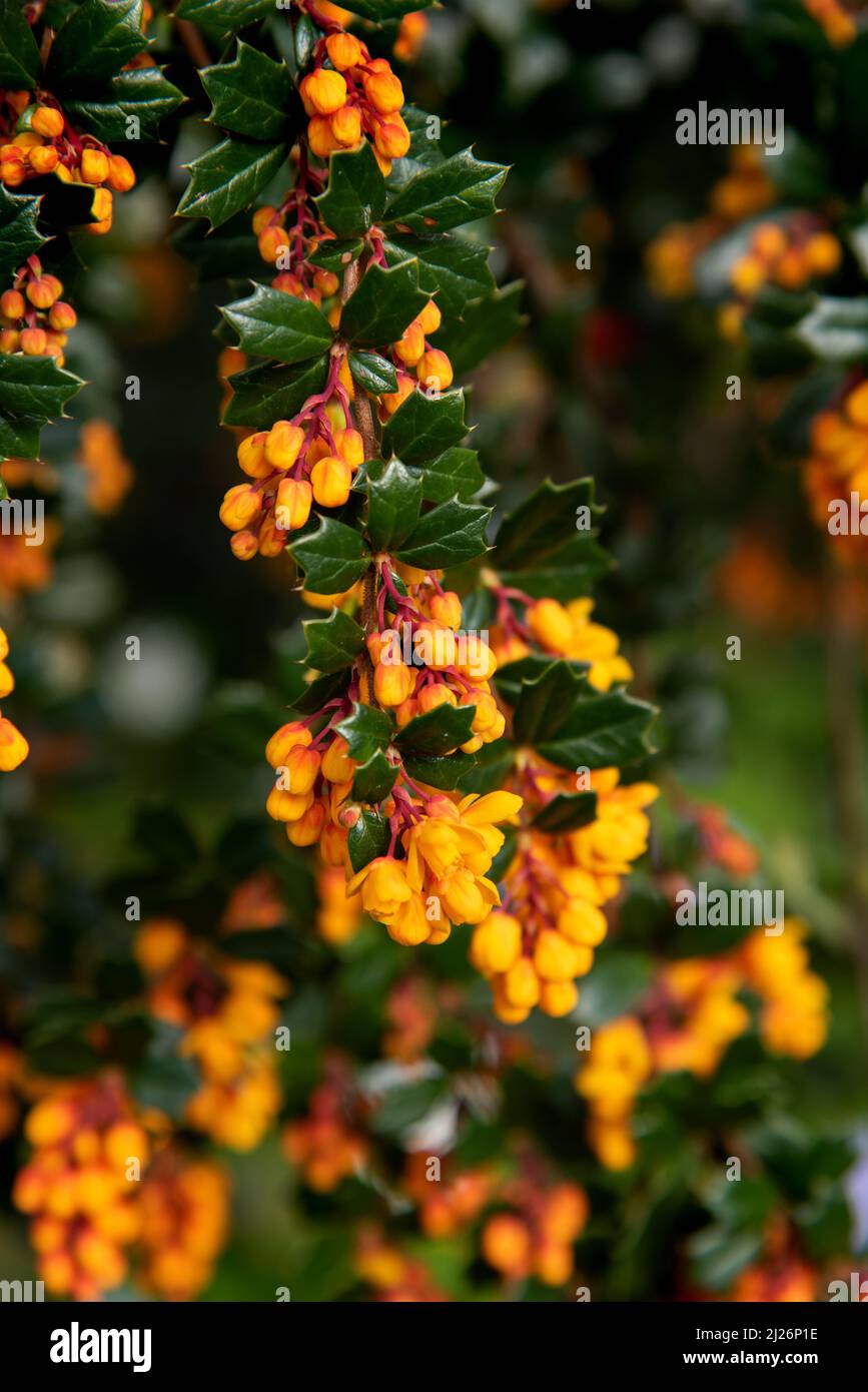 Orange berberis flowers hi-res stock photography and images - Alamy