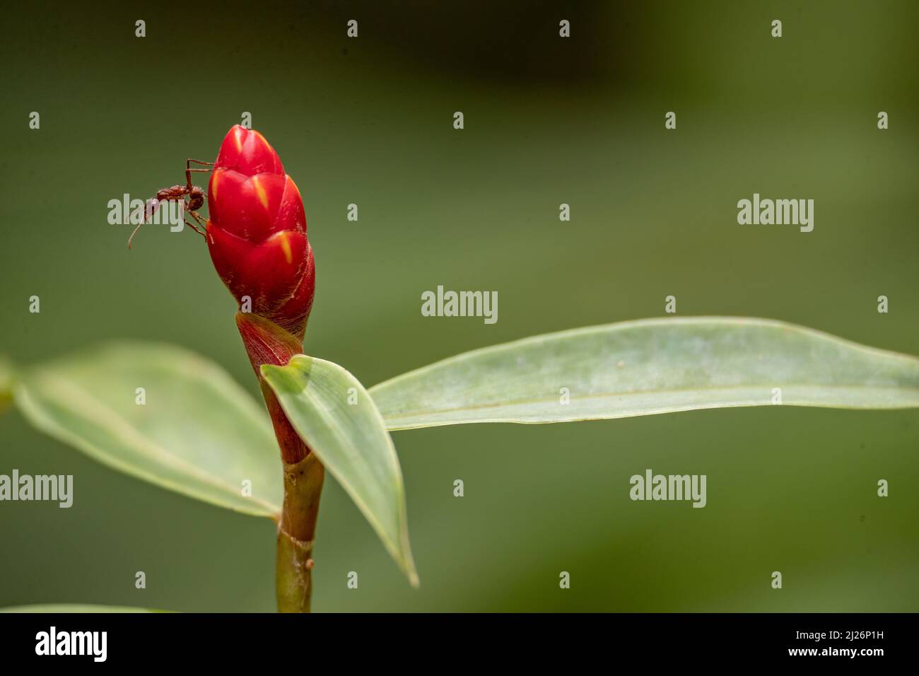 A closeup of a red button ginger flower with an insect on it on a ...