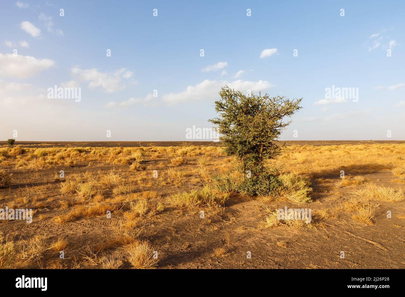 Acacia tree in Sahara Desert. Lonely tree in the desert. Morocco ...