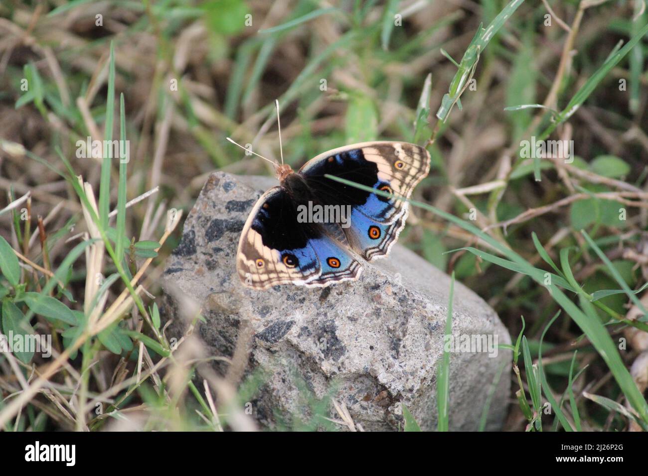 Ombre blue butterfly hi-res stock photography and images - Alamy
