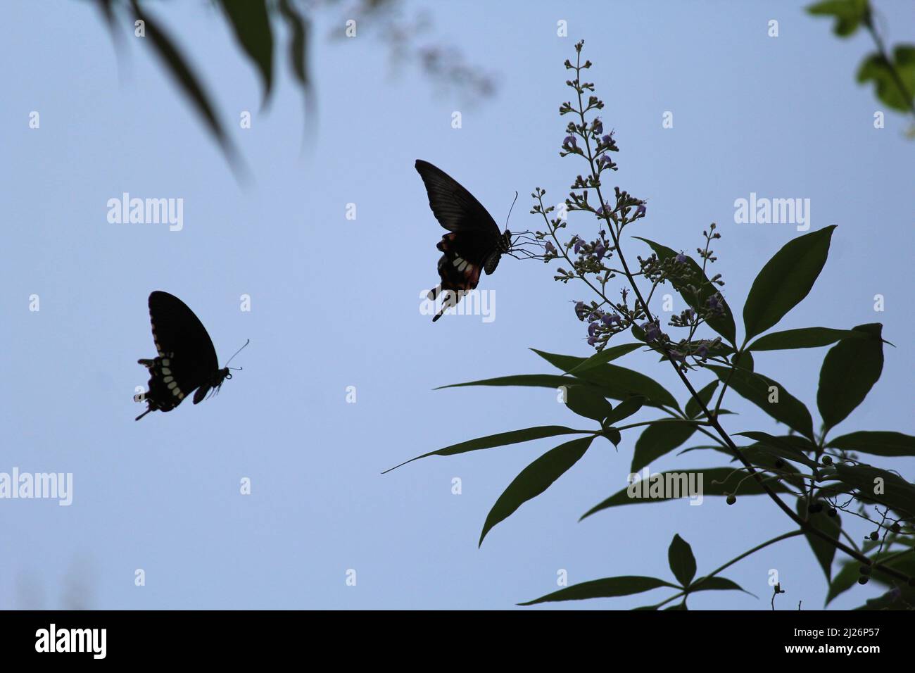 A courtship ritual in butterflies Stock Photo - Alamy