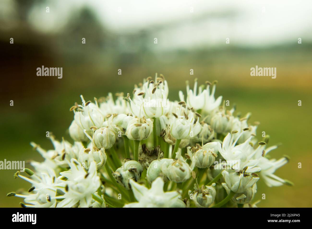 Beautiful Onion Flower in a farm. Onion Botanical Name : Allium cepa L ...