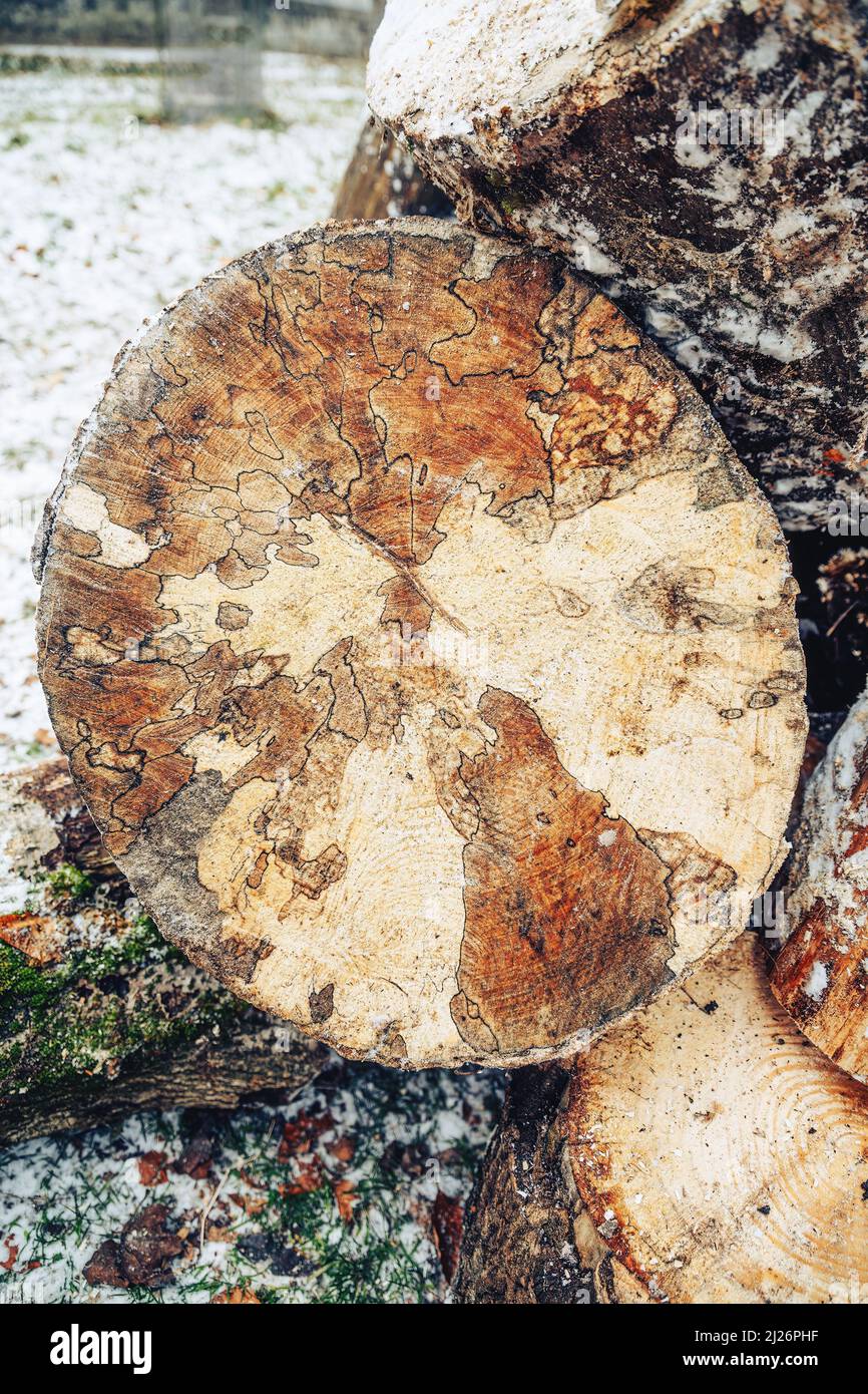 Tree rings with a cross section of cut wood Stock Photo - Alamy
