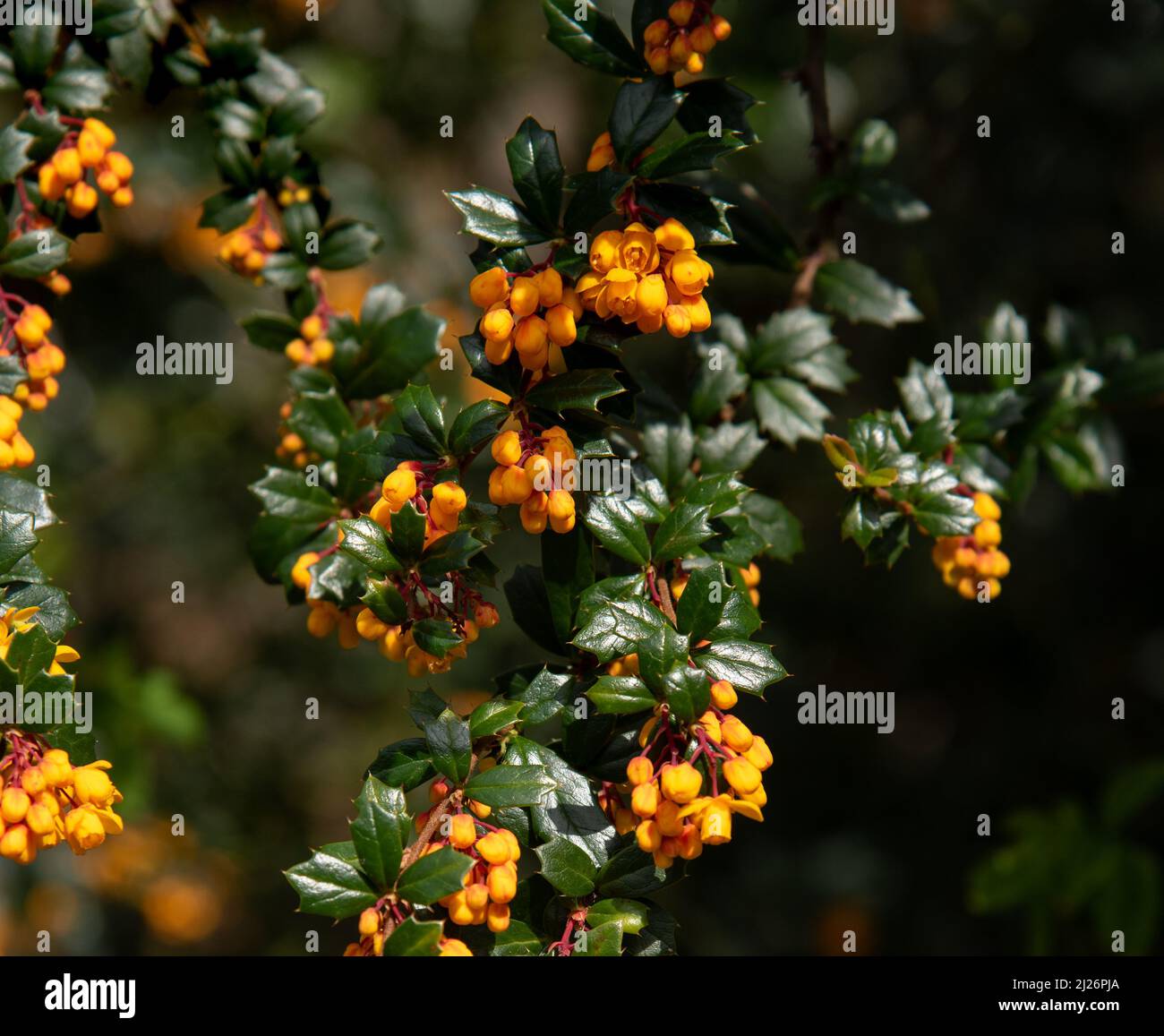 Orange berberis flowers hi-res stock photography and images - Alamy