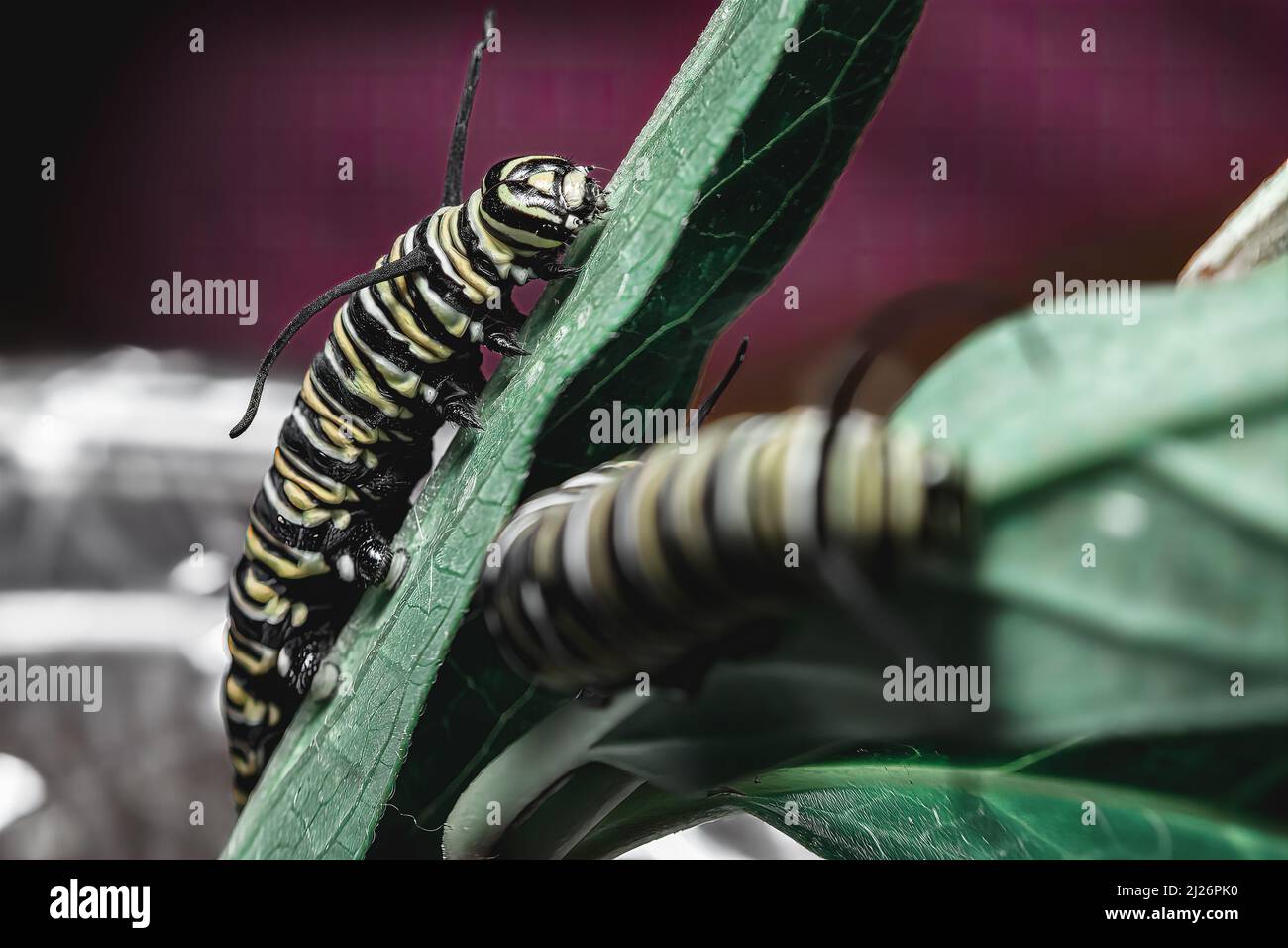 A closeup shot of a monarch butterfly caterpillar crawling on a leaf on ...