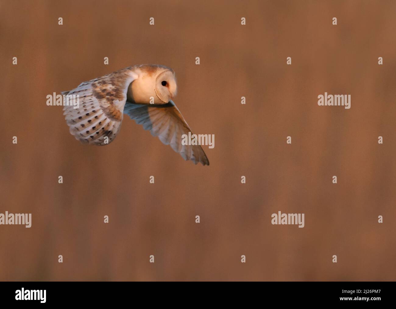 A wild Barn Owl (Tyto alba) in flight at sunset, Norfolk Stock Photo ...