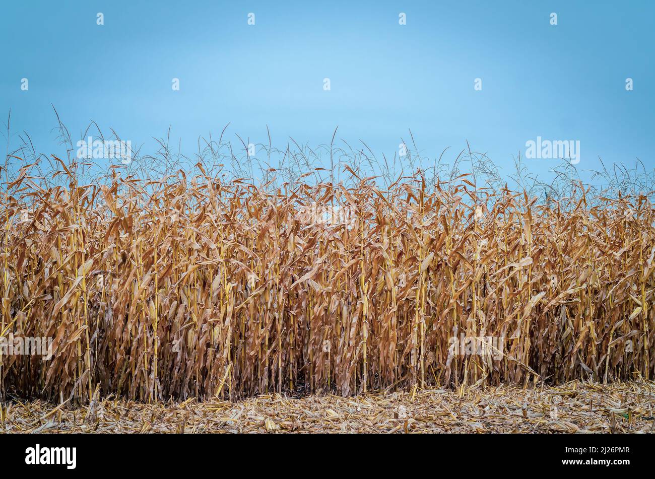 Fall Corn Field Background
