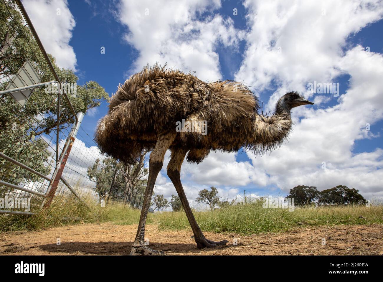 Closeup emu in green hi-res stock photography and images - Alamy