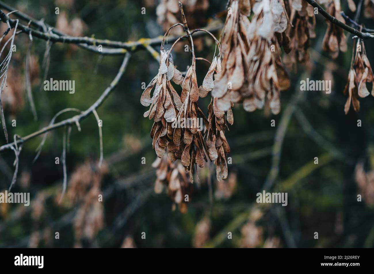 Dry ash seeds. Tree branch with dry seeds. Blurred background Stock ...