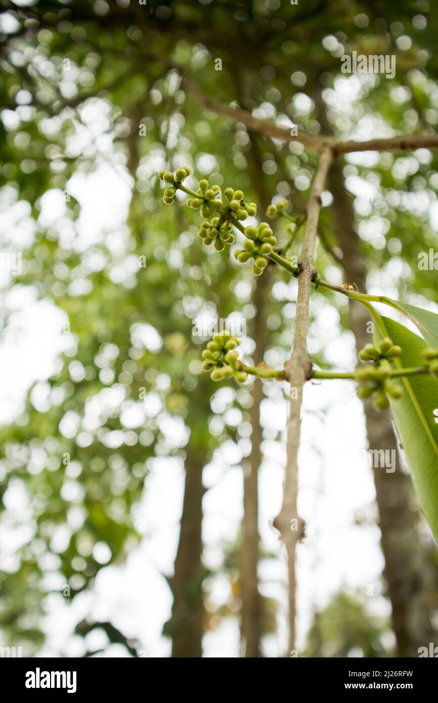 Jamun tree hi-res stock photography and images - Alamy