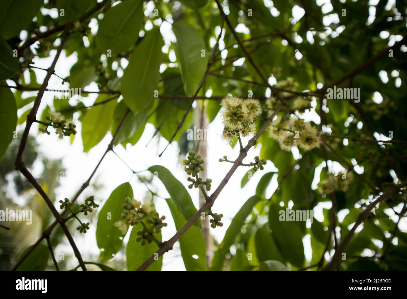 Jamun tree hi-res stock photography and images - Alamy