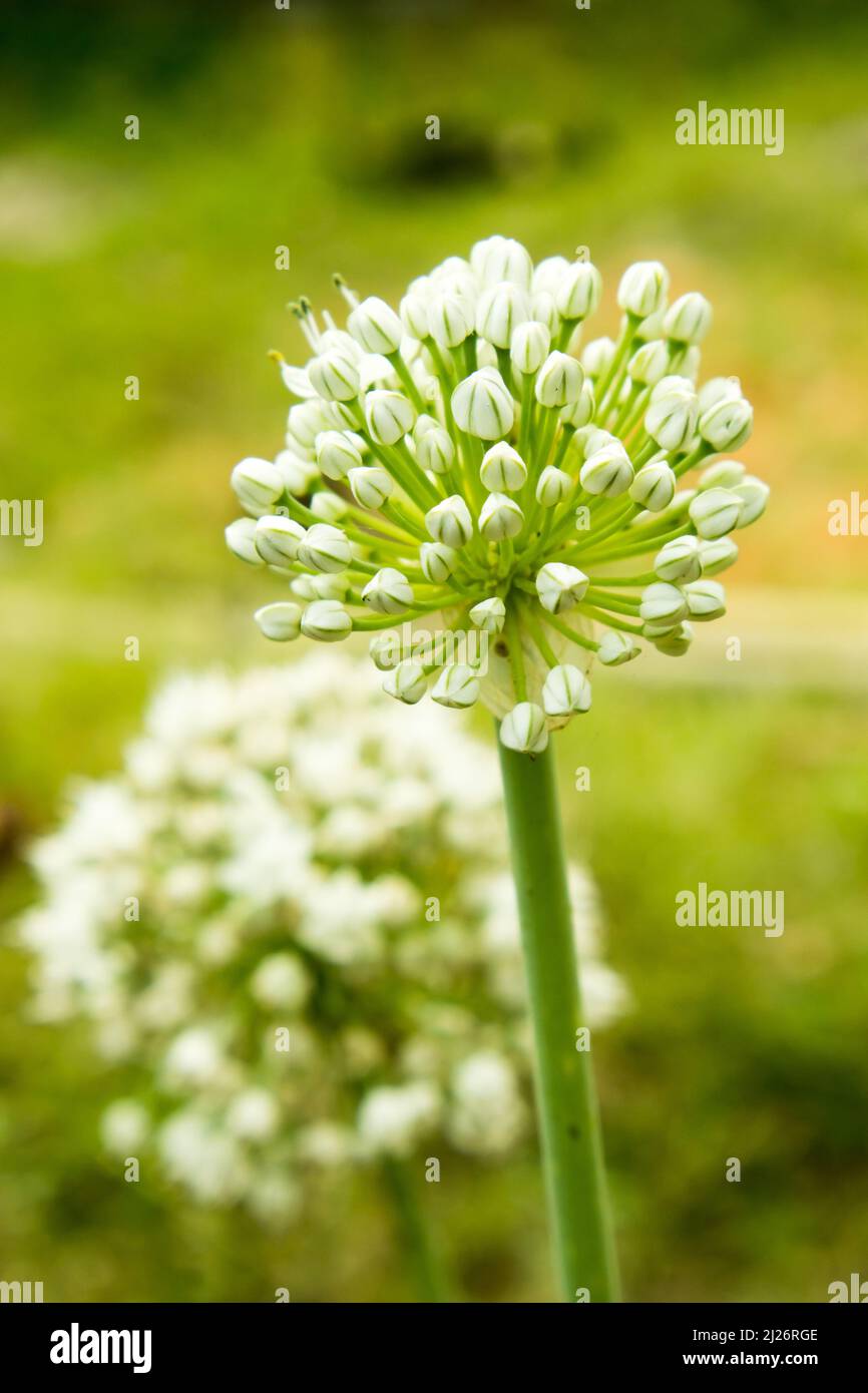 Beautiful Onion Flower in a farm. Onion Botanical Name : Allium cepa L ...
