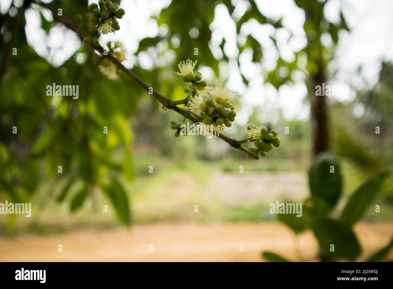 Jamun tree hi-res stock photography and images - Alamy