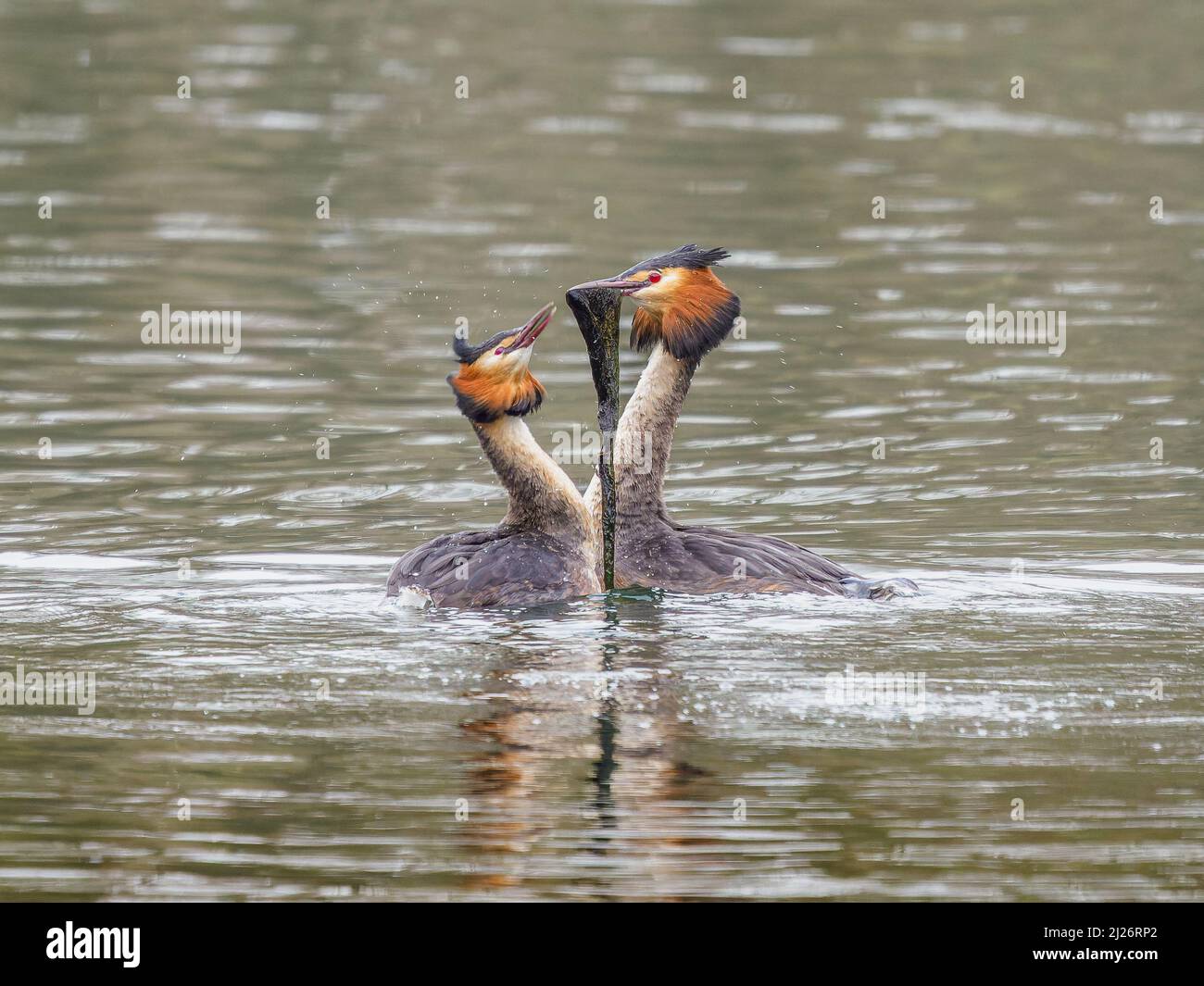The great crested grebe (Podiceps Cristatus) courtship dance. Spring ...