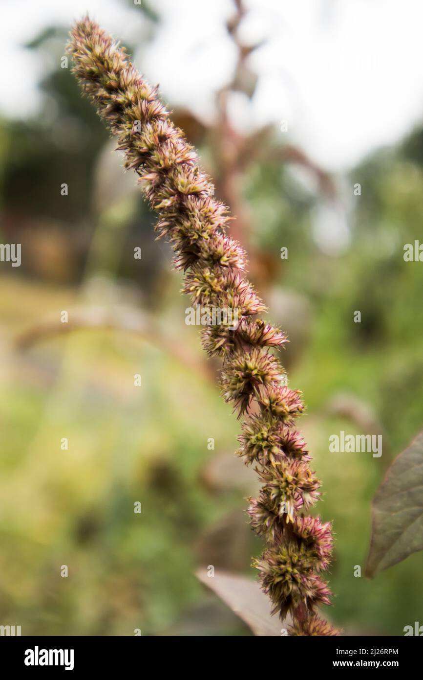 Mature amaranth hi-res stock photography and images - Alamy