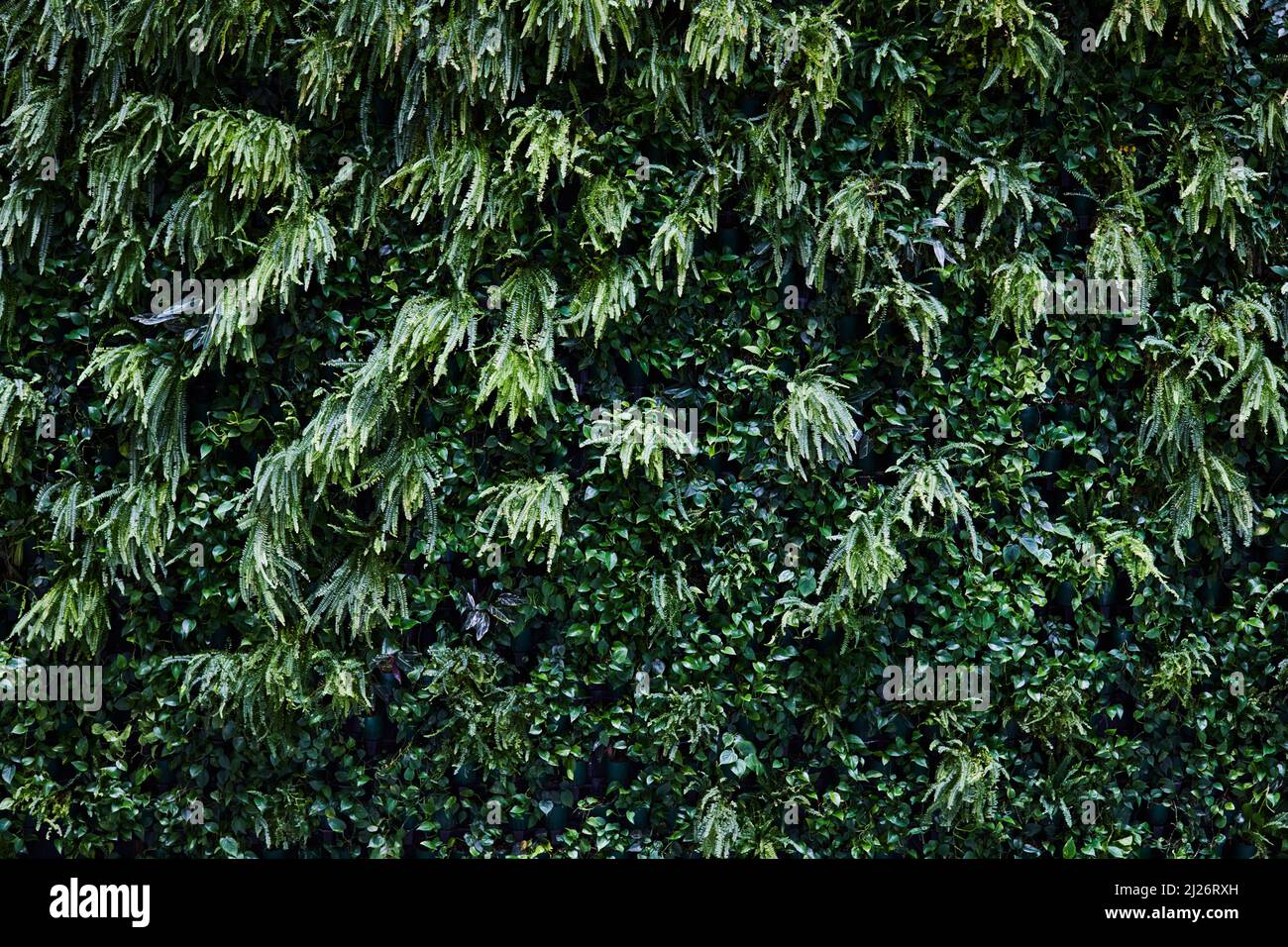 Greenery wall hi-res stock photography and images - Alamy