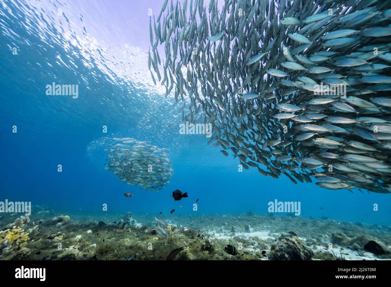 Seascape with Bait Ball, School of Fish, Mackerel fish in the coral ...